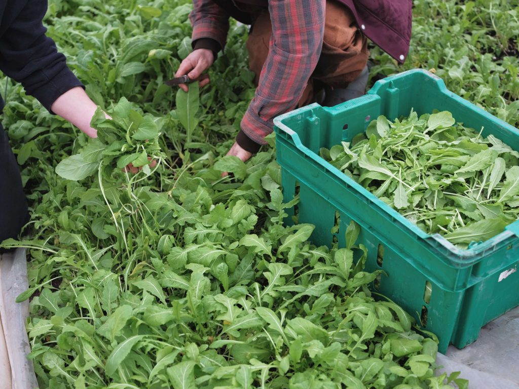 Les légumes de champ | Formation | Institut jardinier-maraîcher