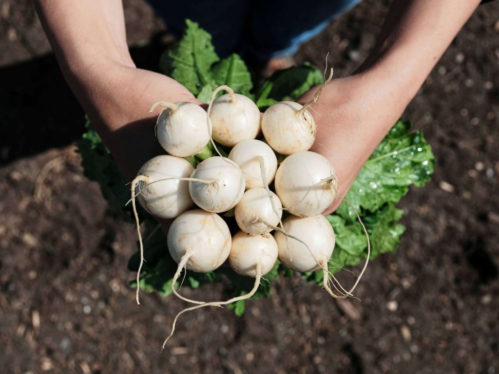 Les légumes de champ | Formation | Institut jardinier-maraîcher